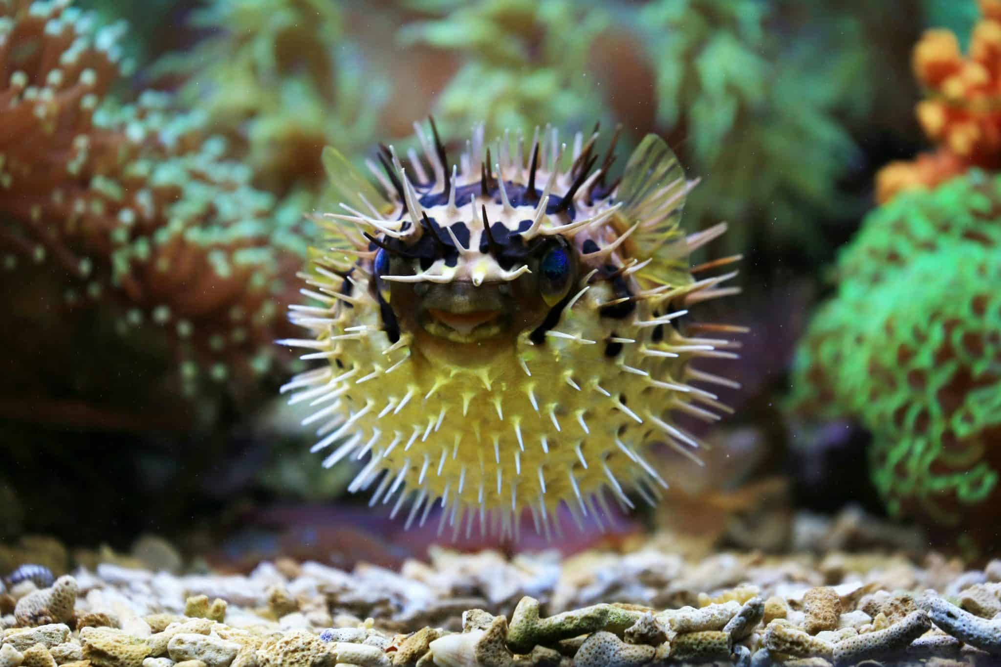11 Ingenious Animals That Prove Nature’s Creativity Knows No Limits ...