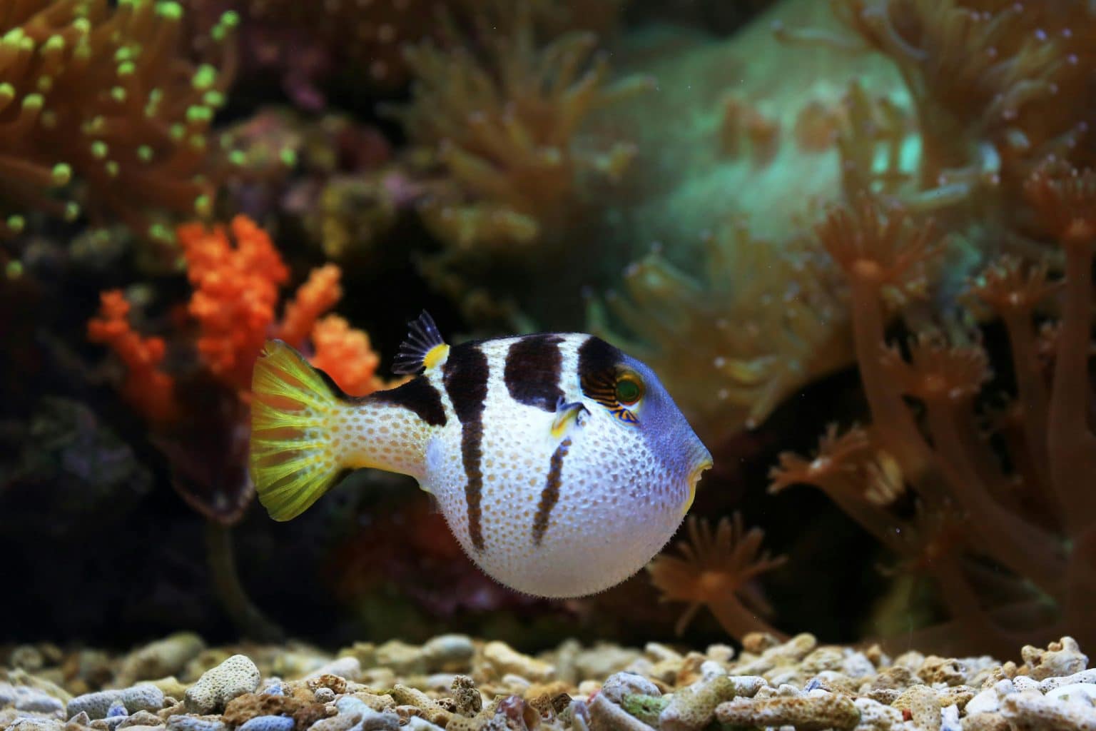 11 Ingenious Animals That Prove Nature’s Creativity Knows No Limits ...