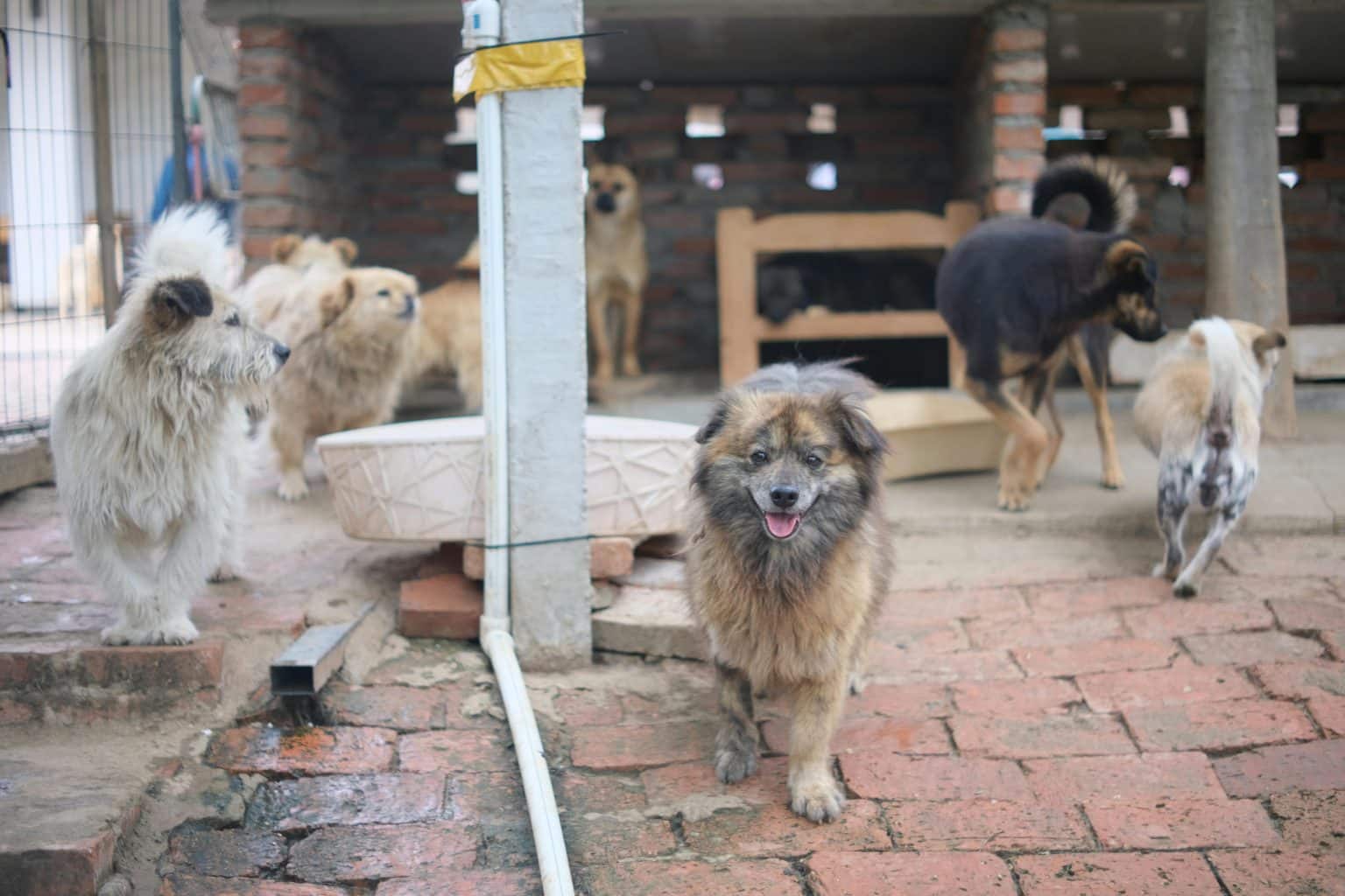 15 Reasons Why Adopting A Dog Is The Best Choice You’ll Ever Make ...