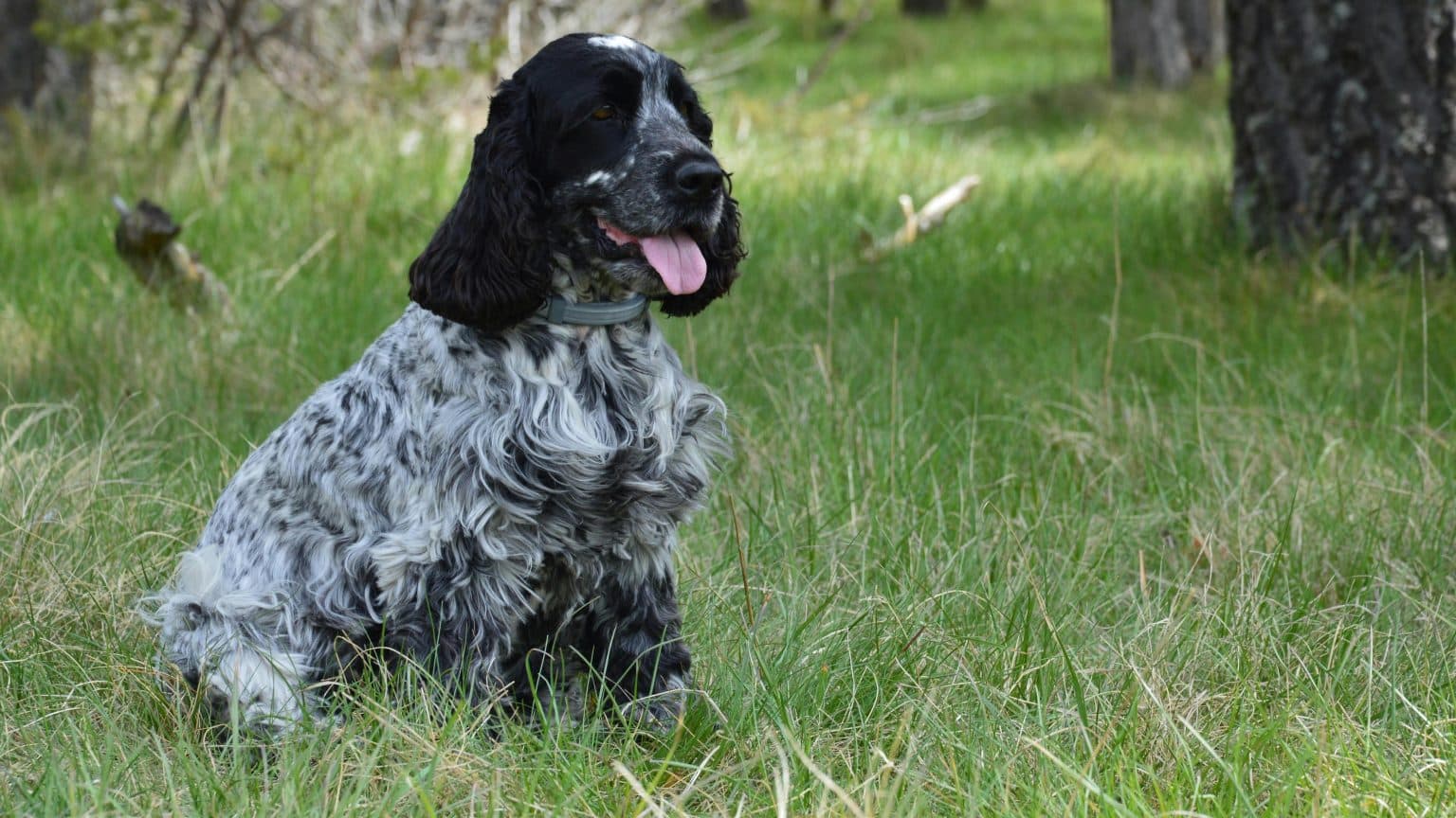 21 Loyal Dog Breeds That Stay By Your Side Through Anything ...