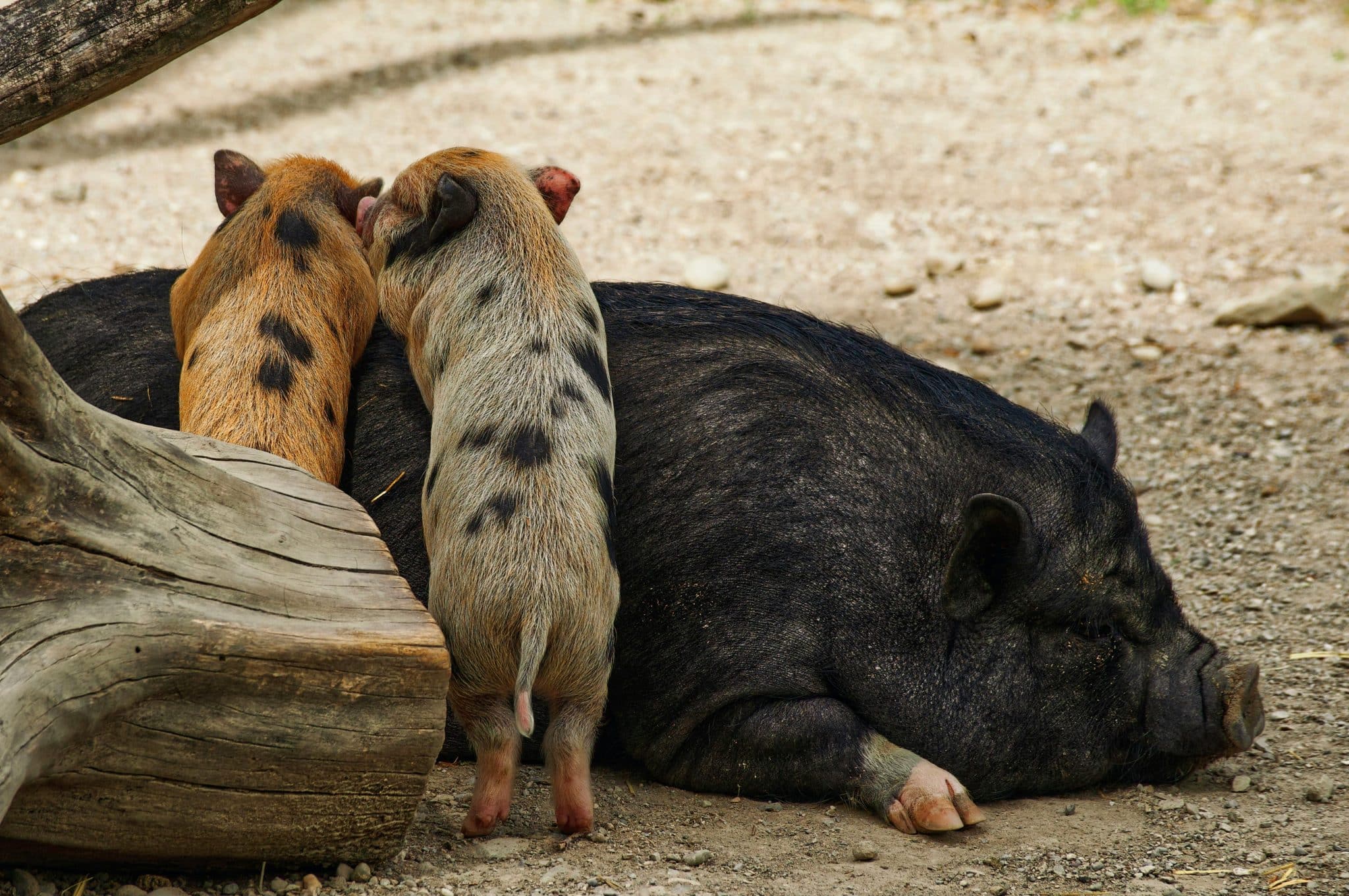 13 Surprising Animals That Show Empathy Like Humans - iHeartDogs.com