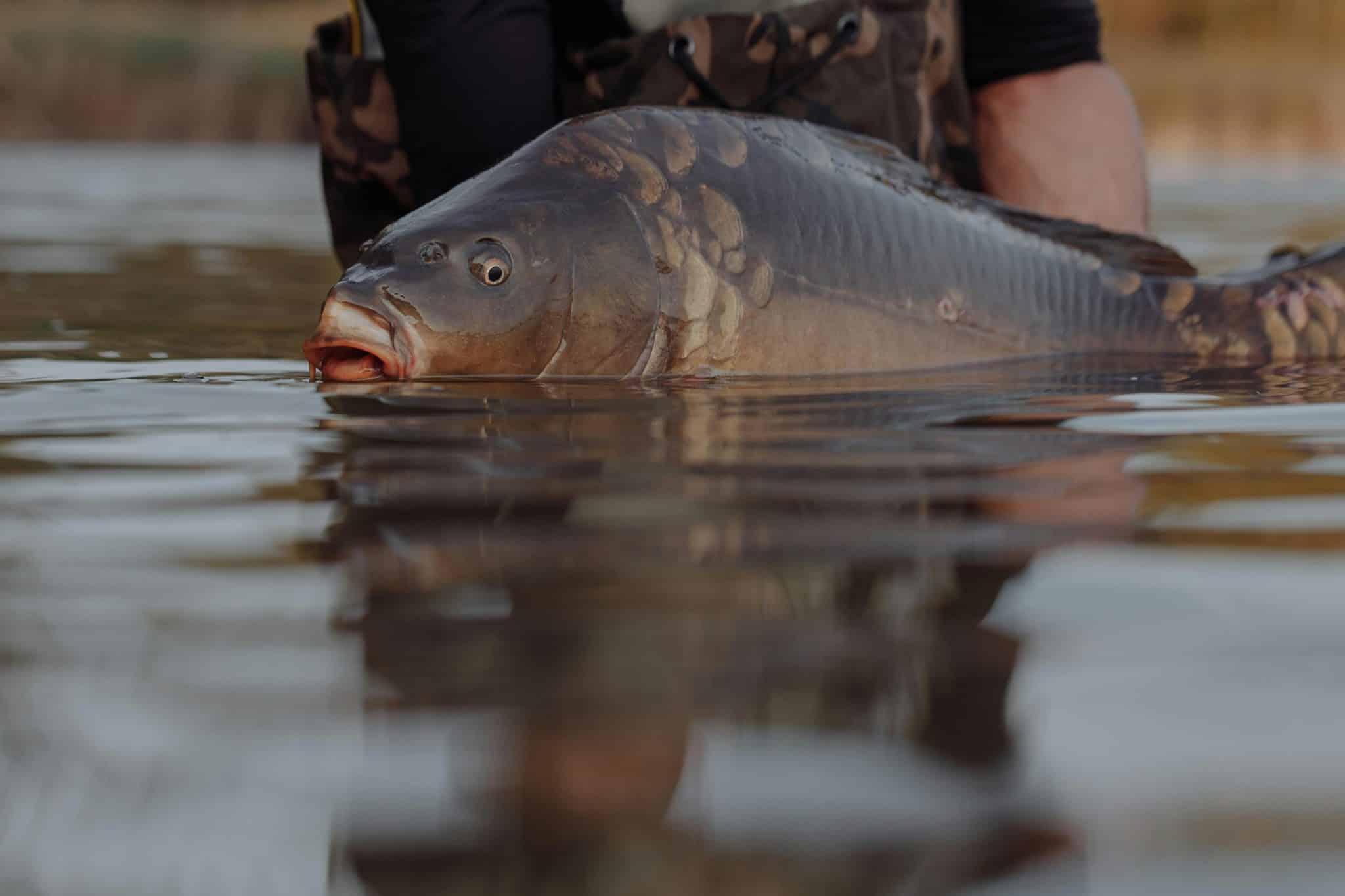 13 Heroic Animals That Saved Human Lives In Unbelievable Ways ...