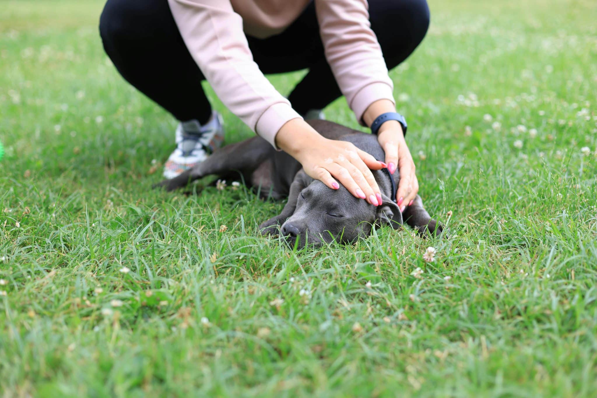 15 Beautiful Reasons The Bond Between Humans And Dogs Is Unique ...