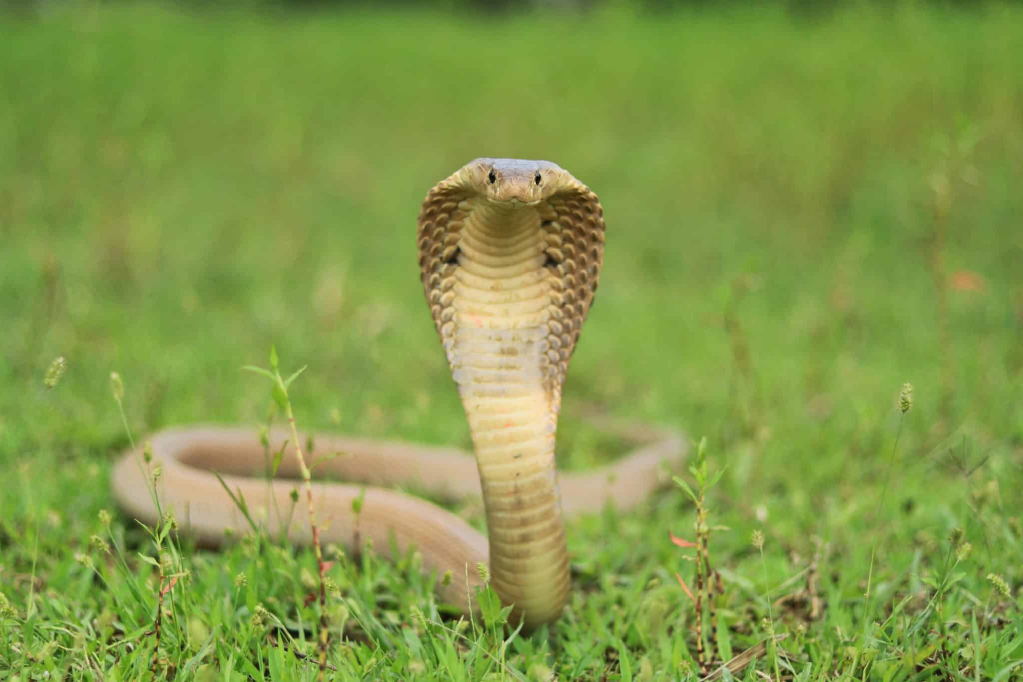 13 Animals That Are Real-Life Shape-Shifters - iHeartDogs.com