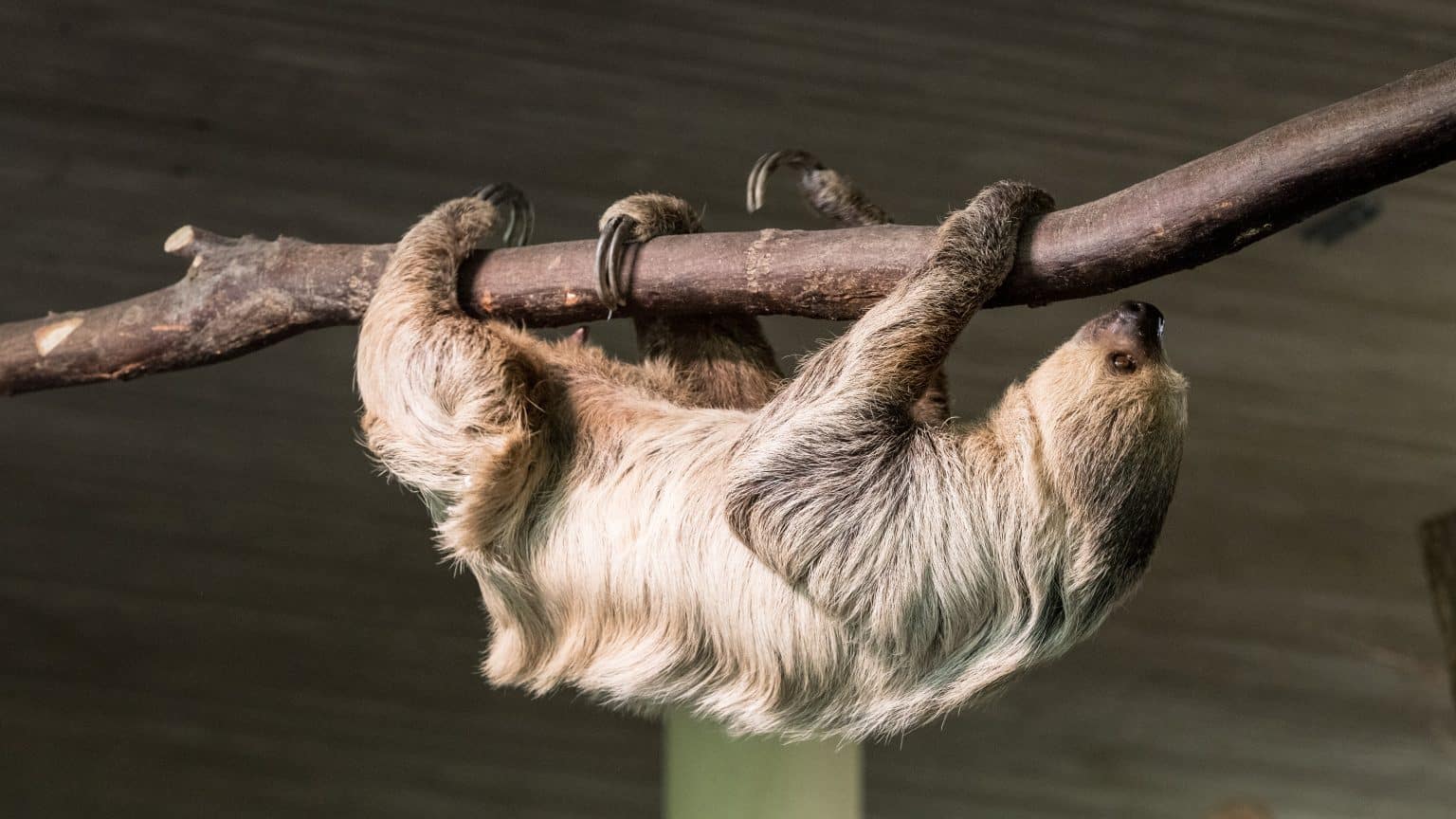 13 Adorable But Obscure Animals You’ve Never Heard Of - iHeartDogs.com