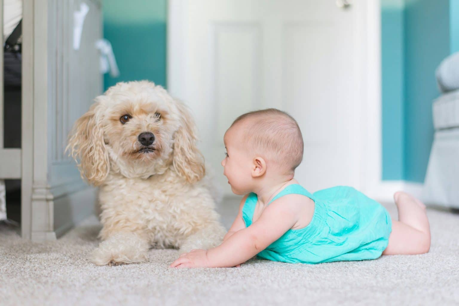 11 Quiet Ways Dogs Protect Us Every Single Day - iHeartDogs.com