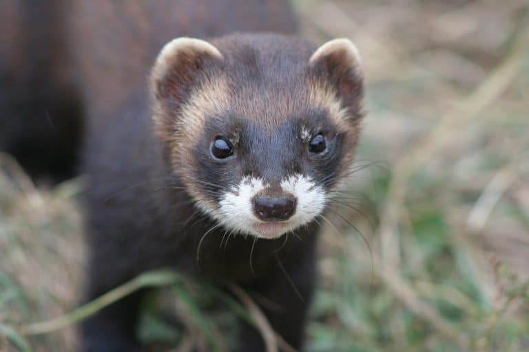 13 Creatures Famous For Their Bizarre Smells - iHeartDogs.com
