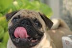 Ideal Diet for Pugs - The Ultimate Pug Feeding Guide - iHeartDogs.com