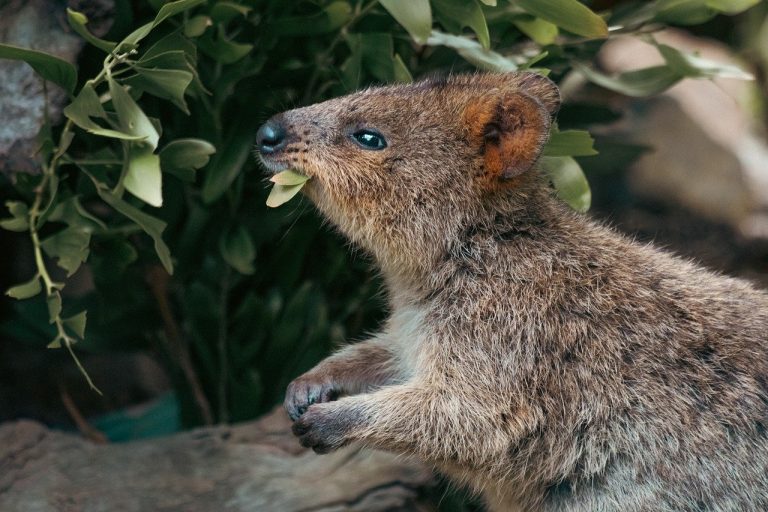 9 Underrated Creatures That Deserve More Love - iHeartDogs.com