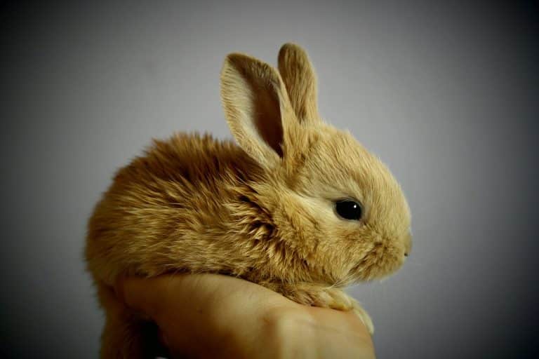 12 Miniature Animals So Tiny They’ll Steal Your Heart - iHeartDogs.com