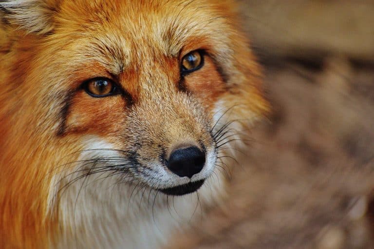 13 Real Animals That Inspired Legendary Myths - iHeartDogs.com