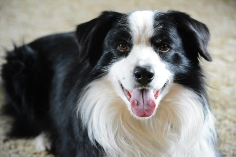 The 12 Sweetest Dog Breeds That Will Steal Your Heart - iHeartDogs.com