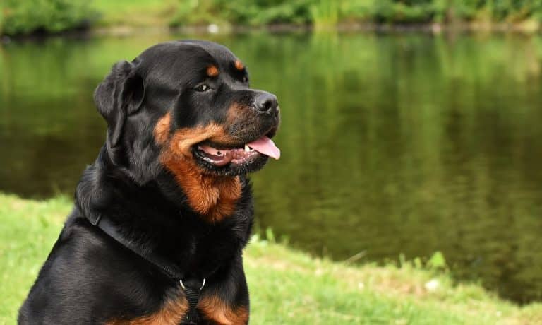 21 Loyal Dog Breeds That Stay By Your Side Through Anything ...