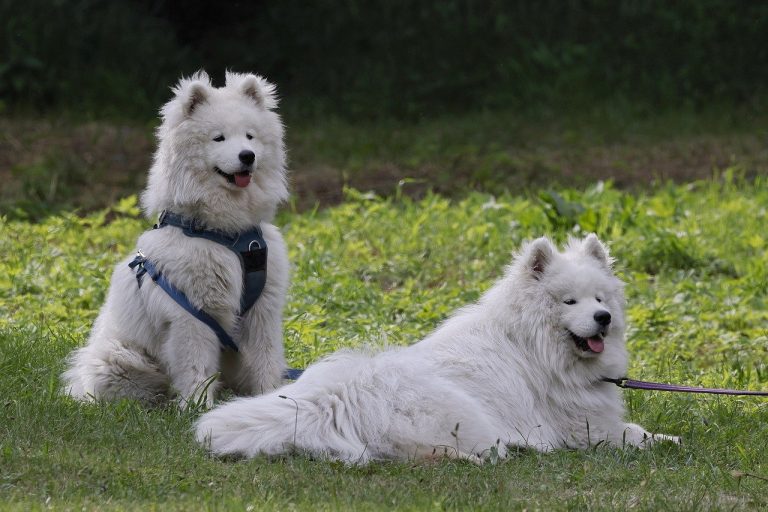 11 Most Social Dog Breeds That Make Friends Everywhere They Go ...