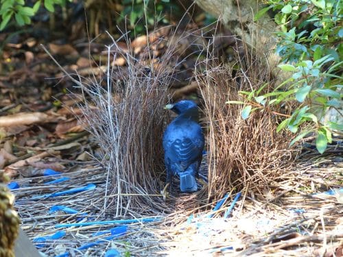 11 Most Bizarre Animal Mating Rituals In The Wild - iHeartDogs.com