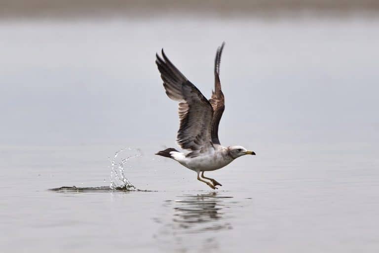13 Unbelievable Animals That Actually Walk On Water - iHeartDogs.com