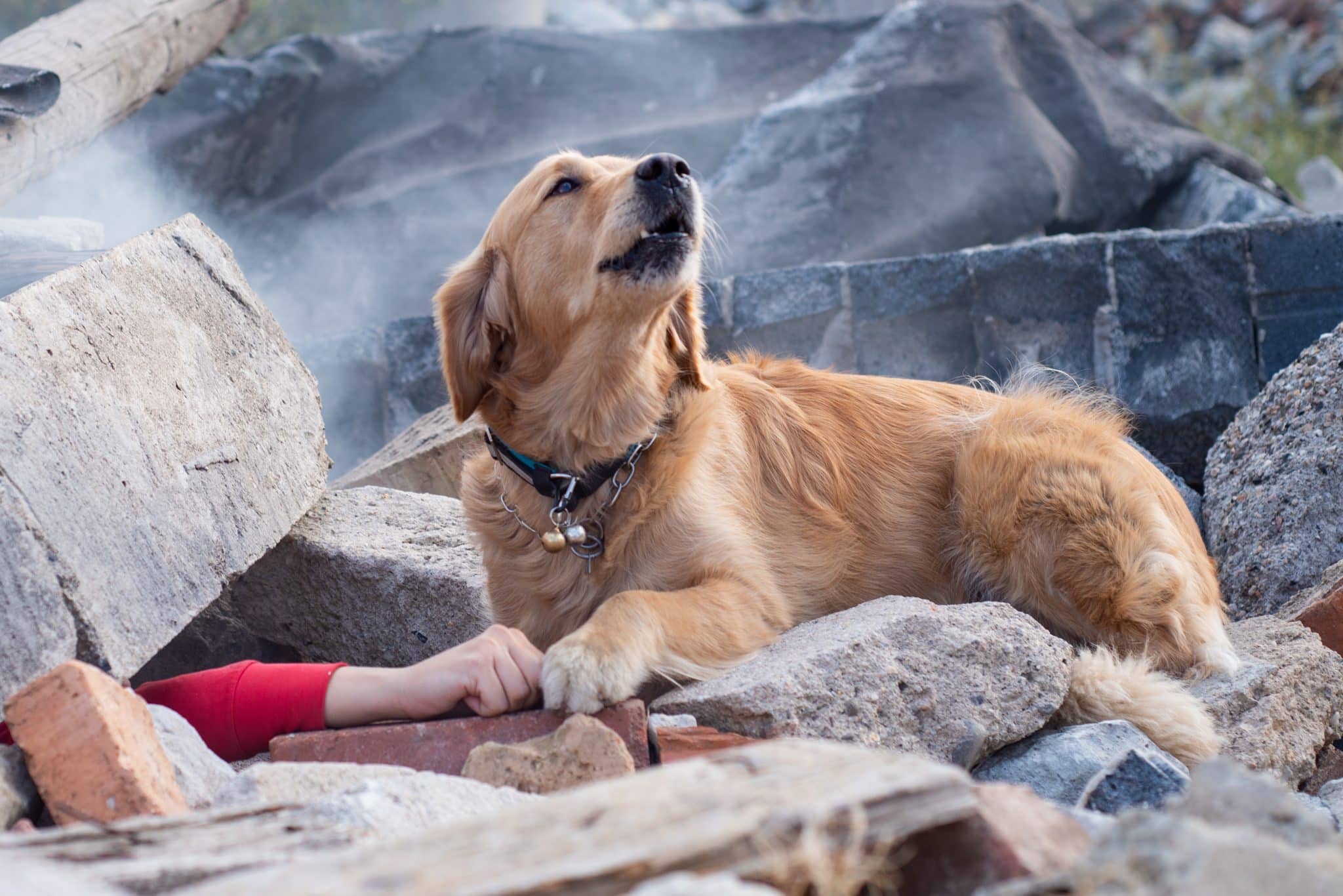 9 Dog Breeds That Have Been Essential In Search & Rescue Missions For ...