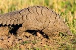 13 Wild Animals That Build Incredible Homes In Nature - iHeartDogs.com
