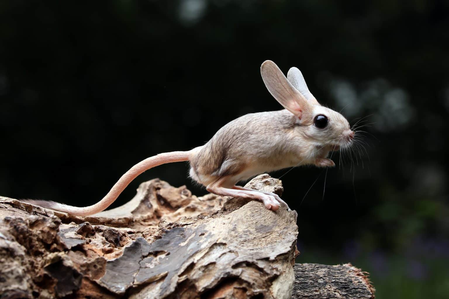 13 Animals That Jump Higher Than You’d Think Possible - iHeartDogs.com