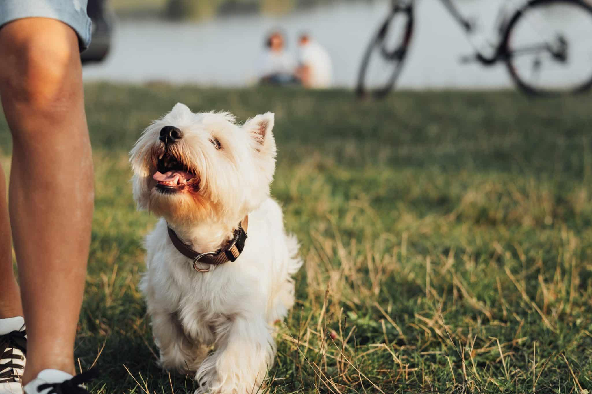 15 Shocking Reasons Your Dog Keeps Following You Everywhere