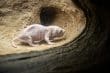 13 Wild Animals That Build Incredible Homes In Nature - iHeartDogs.com