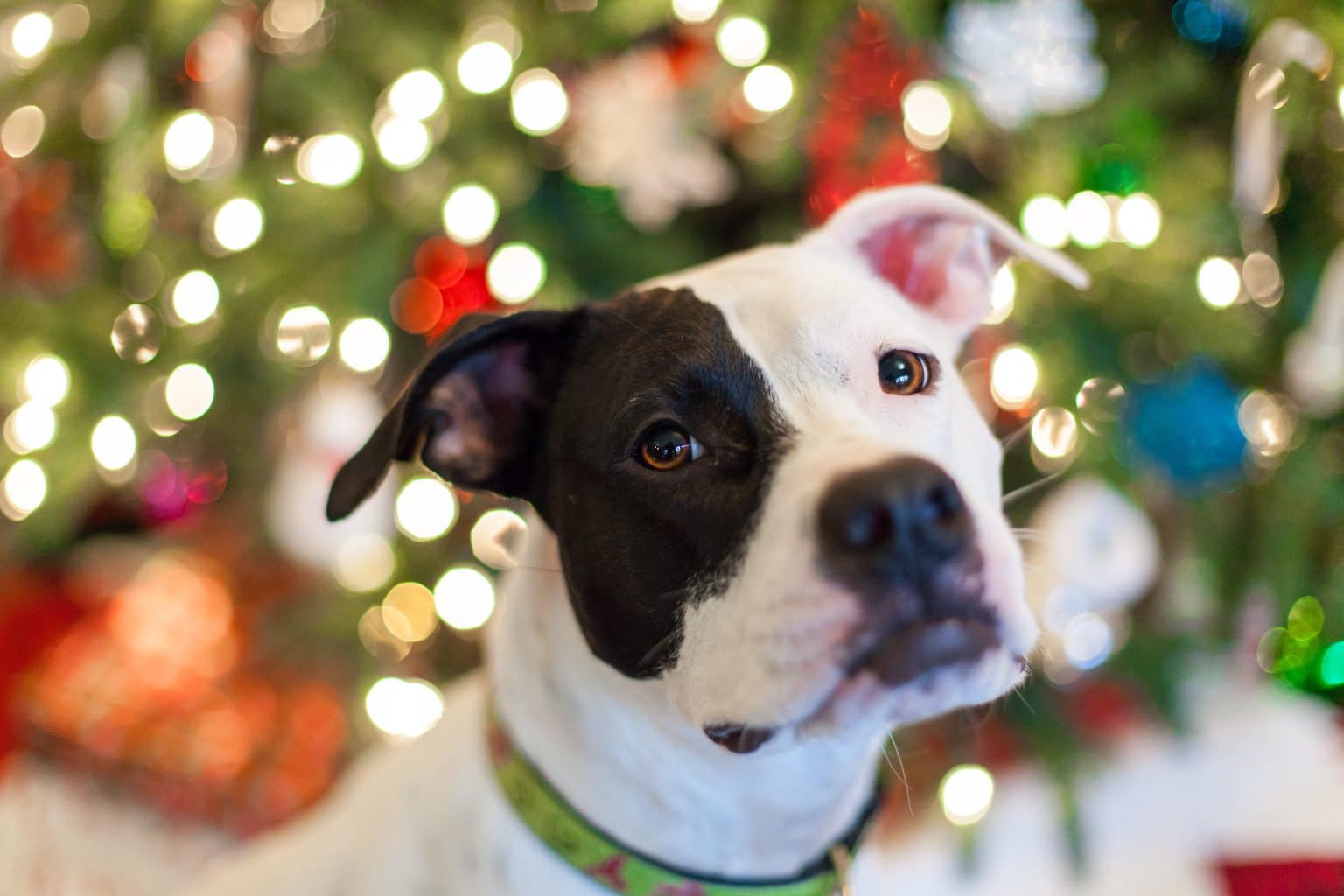 11 Life-Changing Lessons Dogs Quietly Teach Us Every Day - iHeartDogs.com
