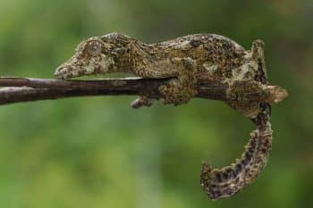 11 Ingenious Animals That Prove Nature’s Creativity Knows No Limits ...