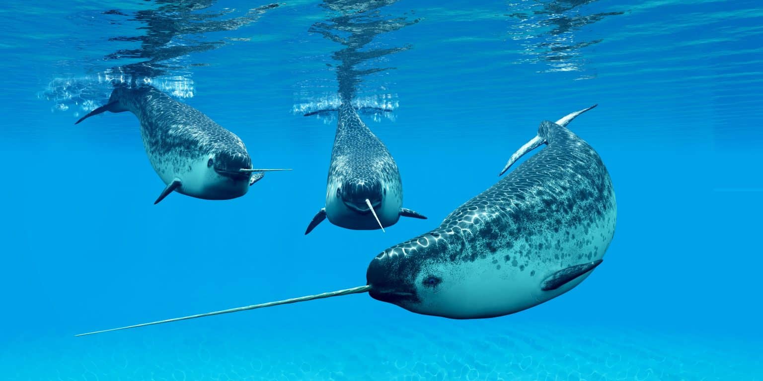 13 Adorable But Obscure Animals You’ve Never Heard Of - iHeartDogs.com
