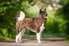 11 Dog Breeds That Stand Their Ground - iHeartDogs.com