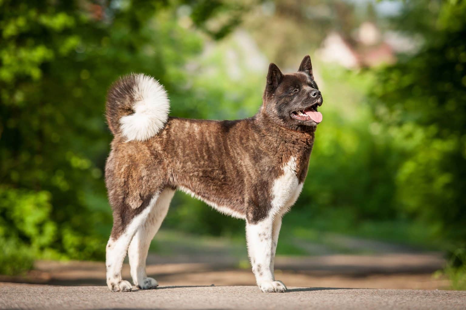 13 Scariest Dog Breeds Known for Their Fearless Protection Skills ...