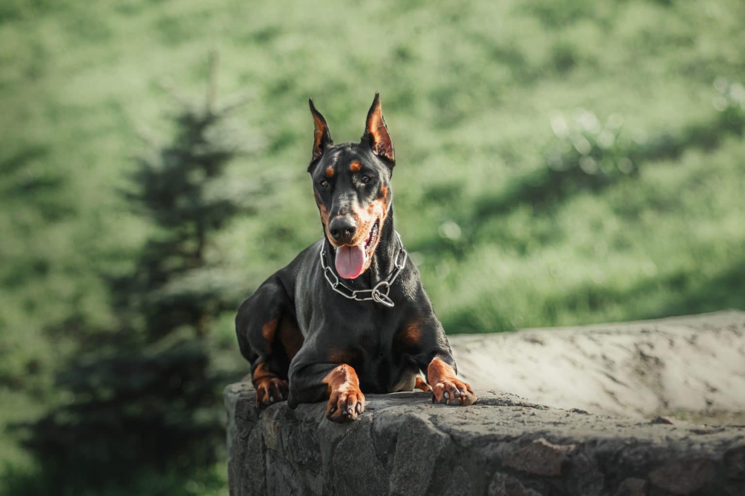 13 Scariest Dog Breeds Known for Their Fearless Protection Skills ...