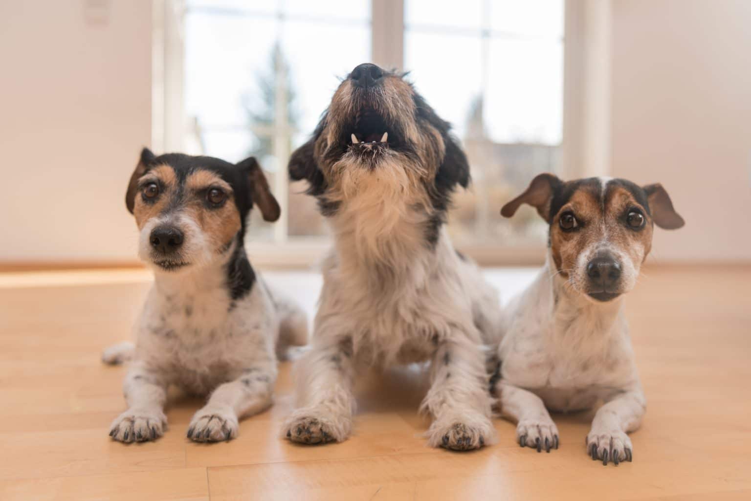 11 Incredible Ways Dogs Learn To Adapt and Thrive - iHeartDogs.com