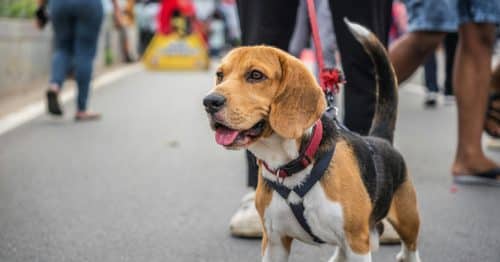 15 Family-Friendly Dog Breeds That Bond With Everyone They Meet ...