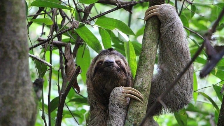 13 Adorable But Obscure Animals You’ve Never Heard Of - iHeartDogs.com