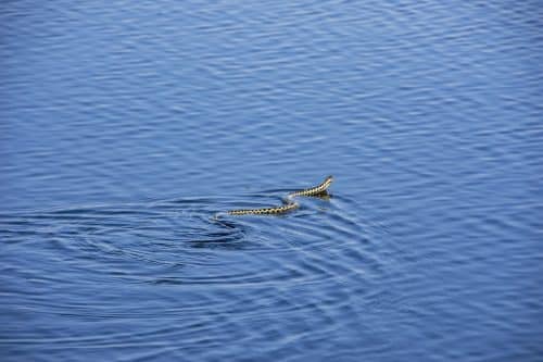 13 Unbelievable Animals That Actually Walk On Water - iHeartDogs.com