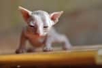 13 Shocking Animal Mutations You Won’t Believe Are Real - iHeartDogs.com