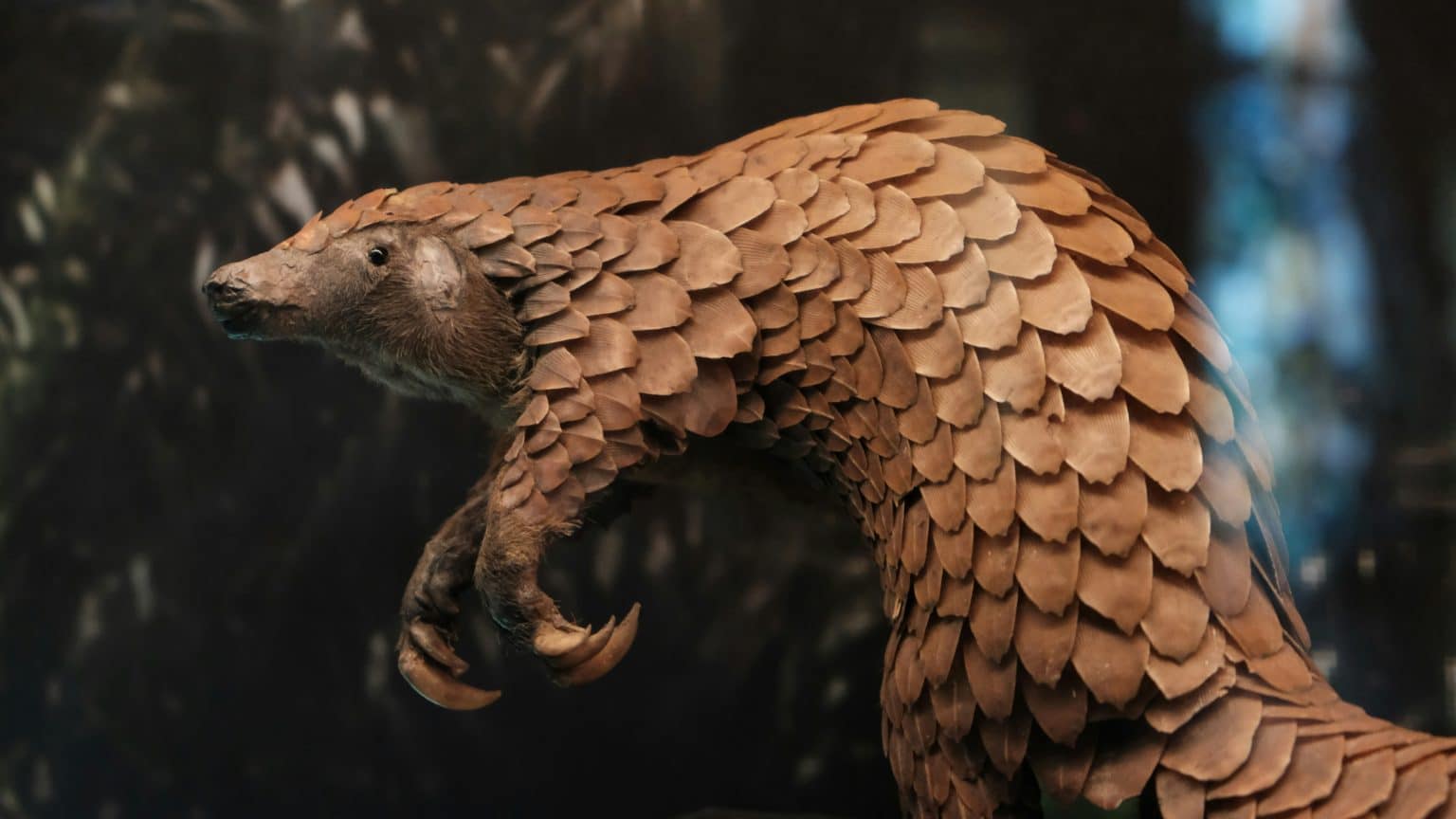 11 Ingenious Animals That Prove Nature’s Creativity Knows No Limits ...
