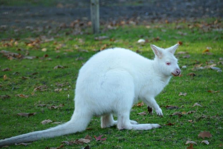 13 Animals That Jump Higher Than You’d Think Possible - iHeartDogs.com