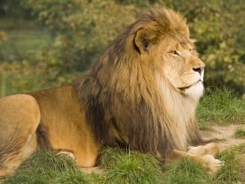 13 Real Animals That Inspired Legendary Myths - iHeartDogs.com