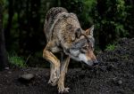 13 Real Animals That Inspired Legendary Myths