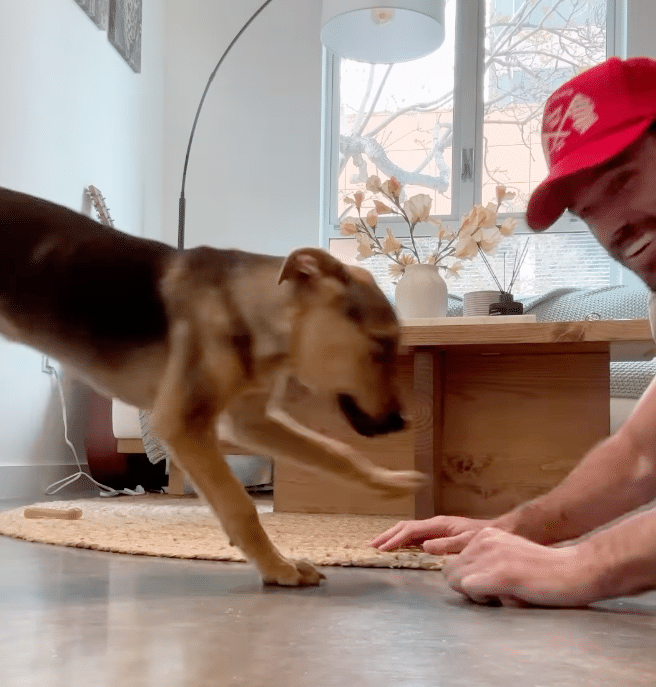 Video Of Rescue Dog Coming Home Is Filled With Heartwarming Moments ...