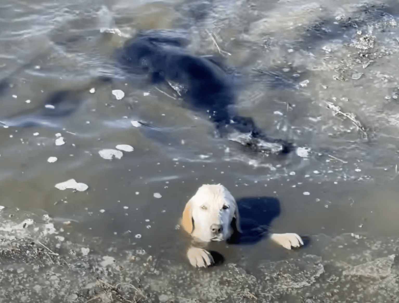 They Stood Around As Dogs Began To Drown But A Man's 'Selfless Heart ...