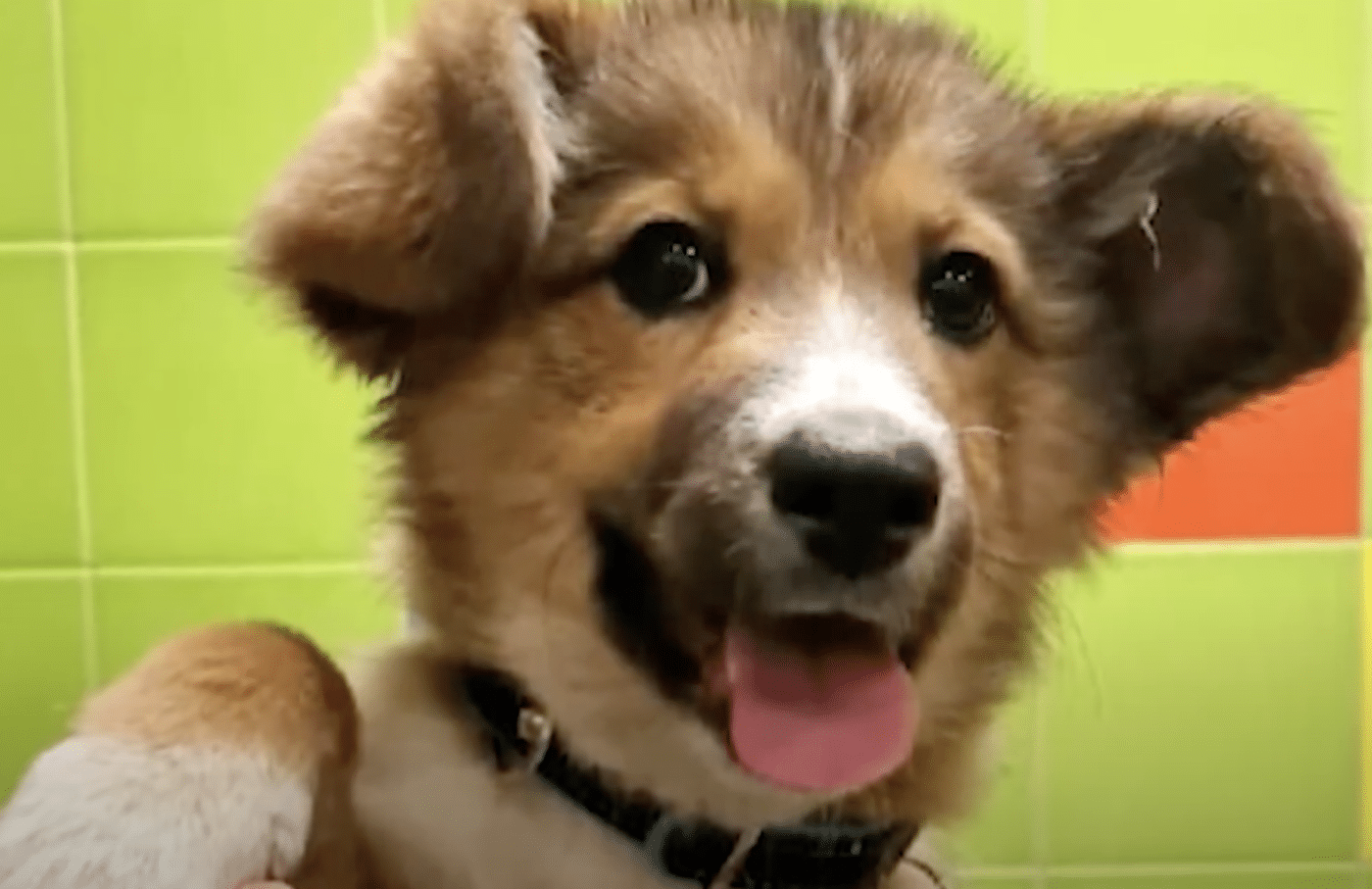 Puppy Rode Bus All Night Looking For The Woman Who Adopted Him ...