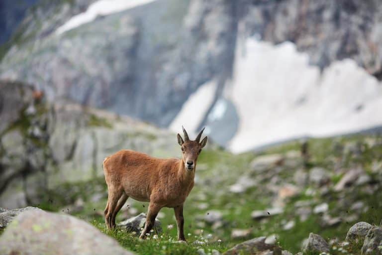 15 Wild Animals That Can Survive The Harshest Conditions On Earth ...
