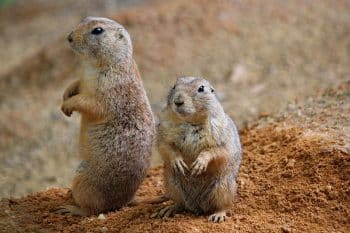 13 Wild Animals That Are Masters Of Teamwork In The Wild - iHeartDogs.com