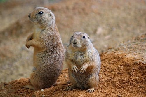13 Wild Animals That Are Masters Of Teamwork In The Wild - iHeartDogs.com