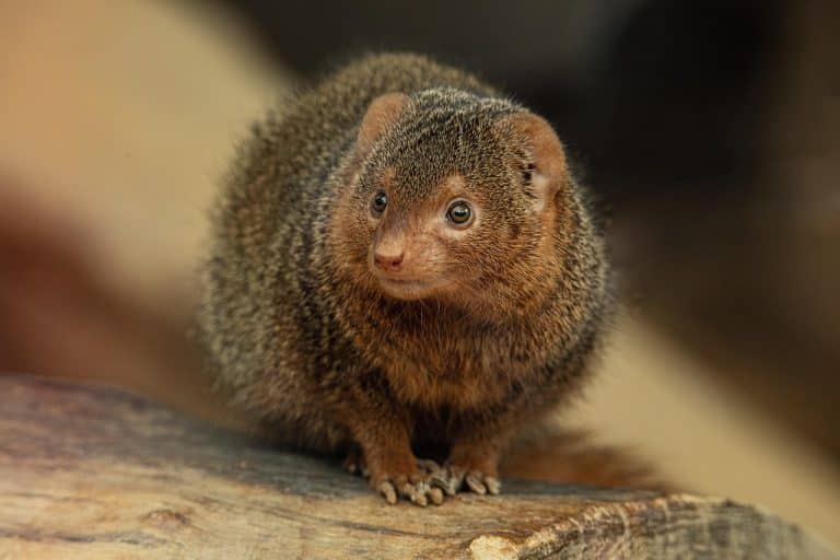 13 Wild Animals That Use Clever Tricks to Outsmart Predators ...
