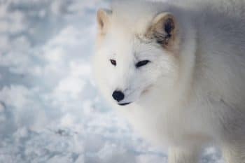 15 Wild Animals That Can Survive The Harshest Conditions On Earth ...