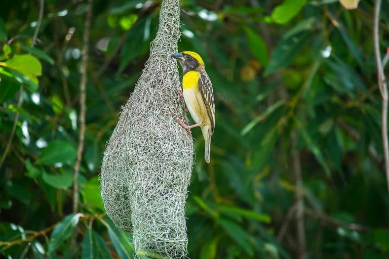 13 Wild Animals That Build Incredible Homes In Nature - iHeartDogs.com