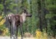 11 Wild Animals That Change Their Appearance with the Seasons ...